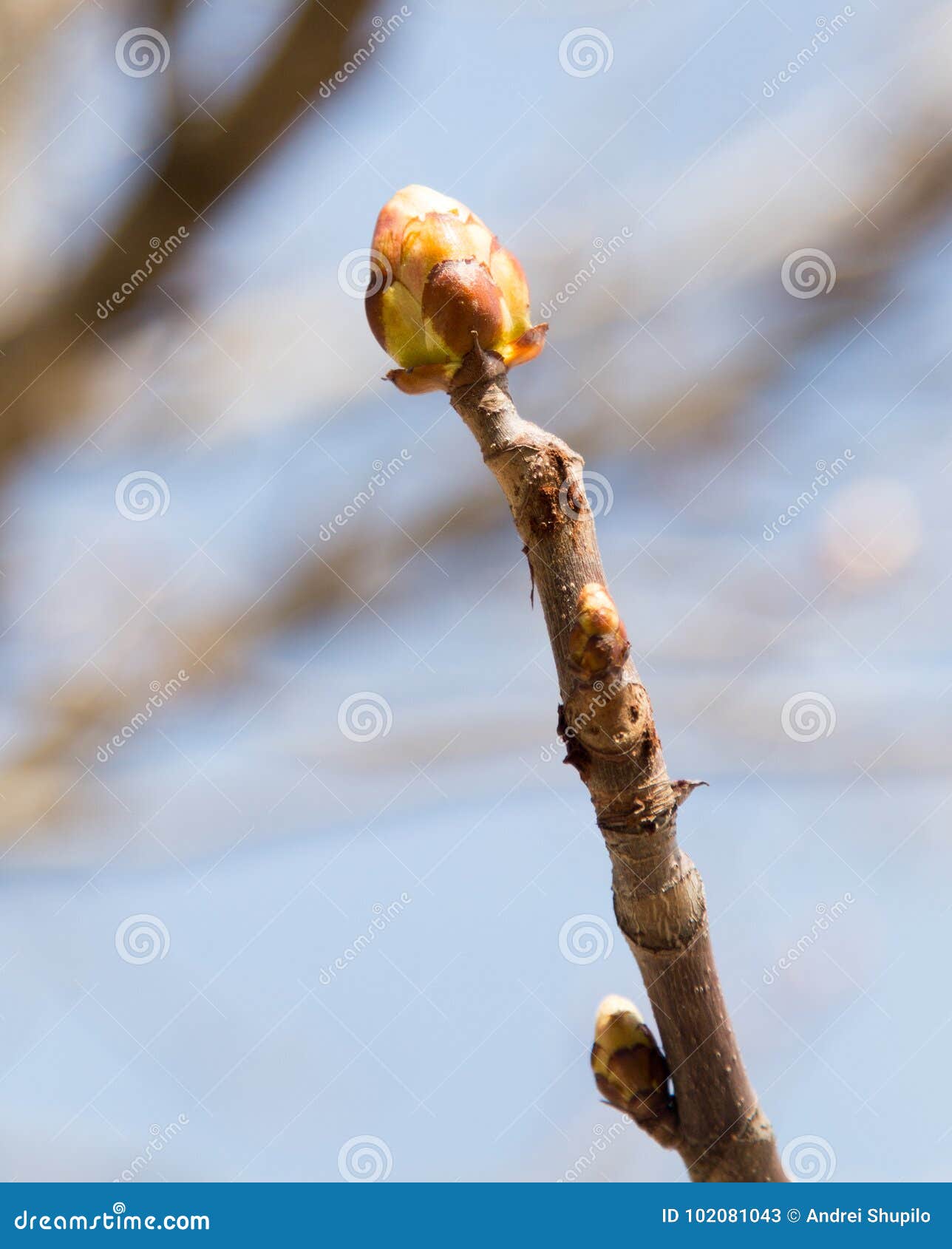 Bud on a Tree Branch in Nature Stock Image - Image of background, limb ...