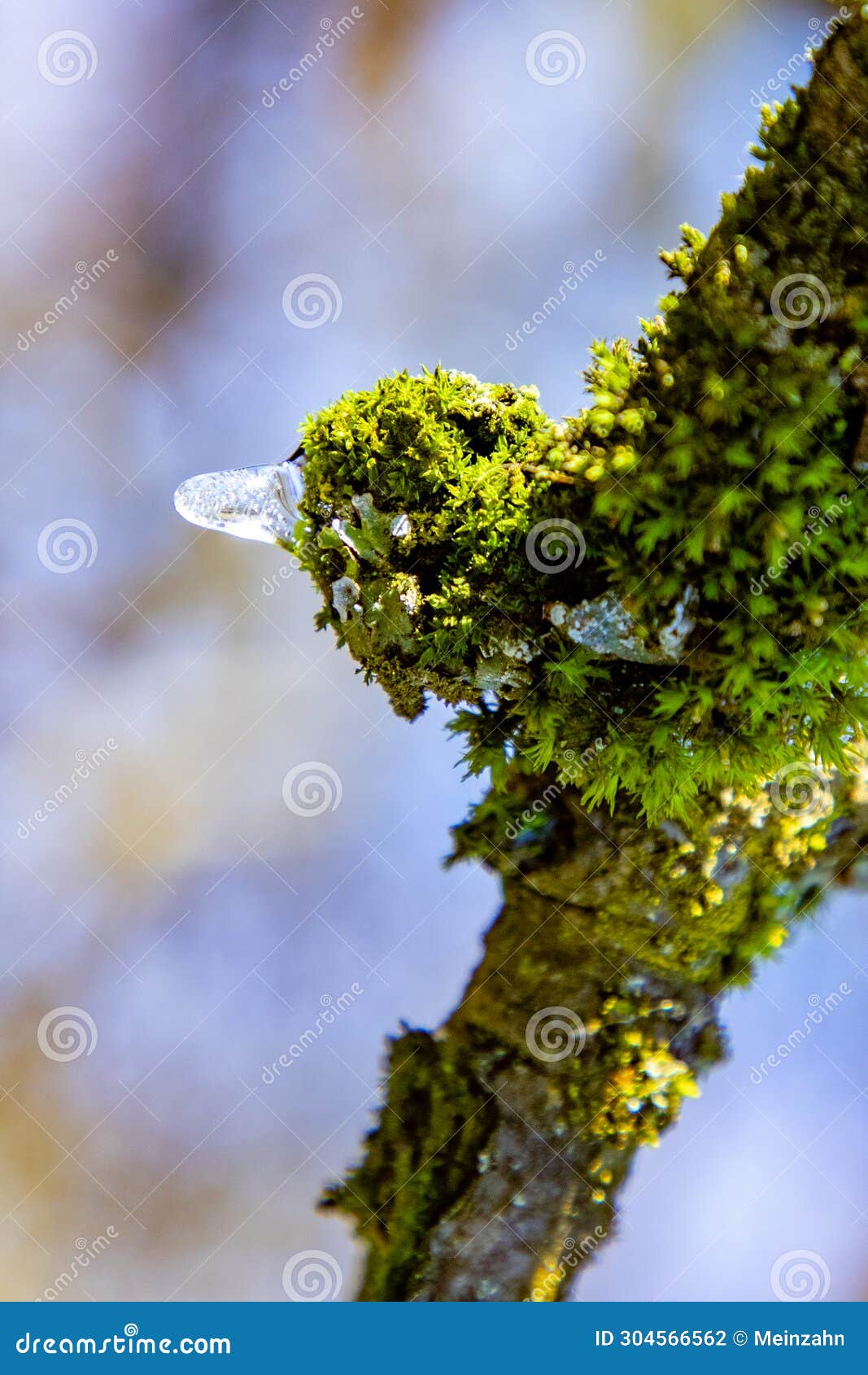 Bud of Tree with Frozen Water Looks Like a Bird with Beak Stock Photo ...