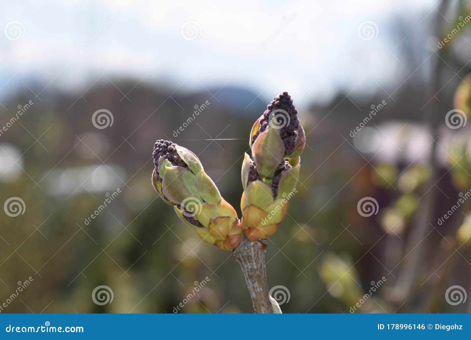 Bud of a tree stock photo. Image of blossom, nature - 178996146