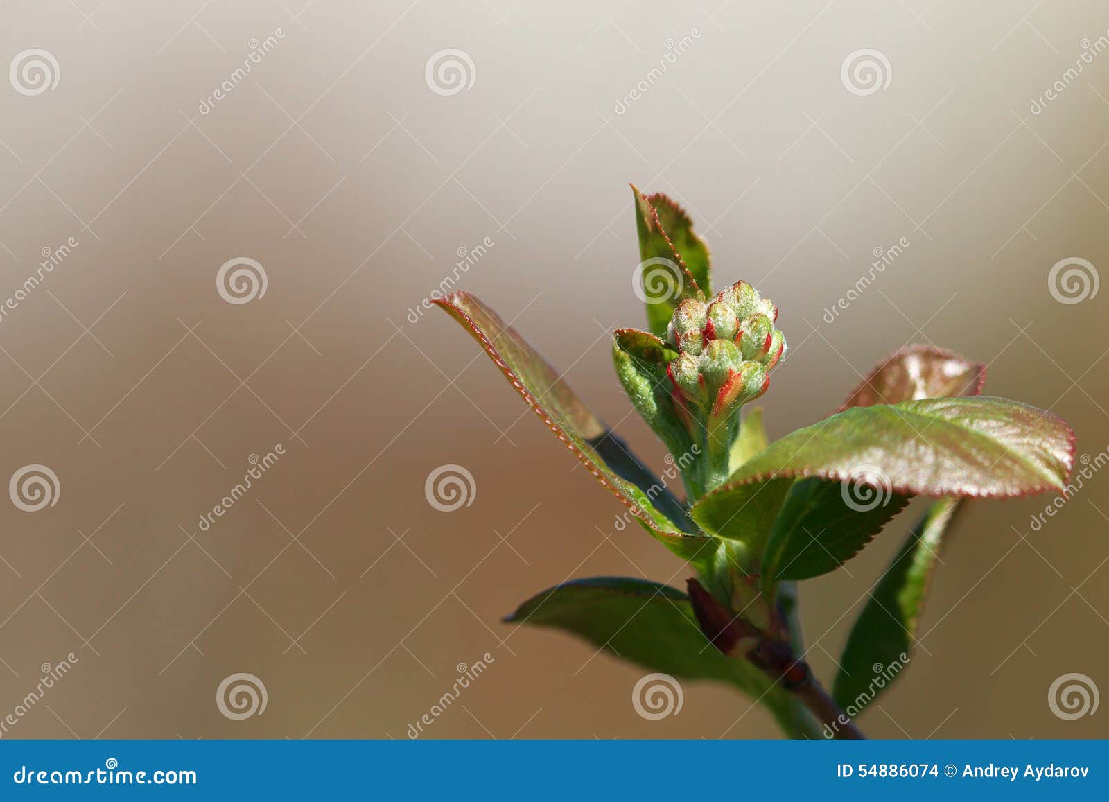 Bud on a tree stock photo. Image of bokeh, leaf, sprig - 54886074