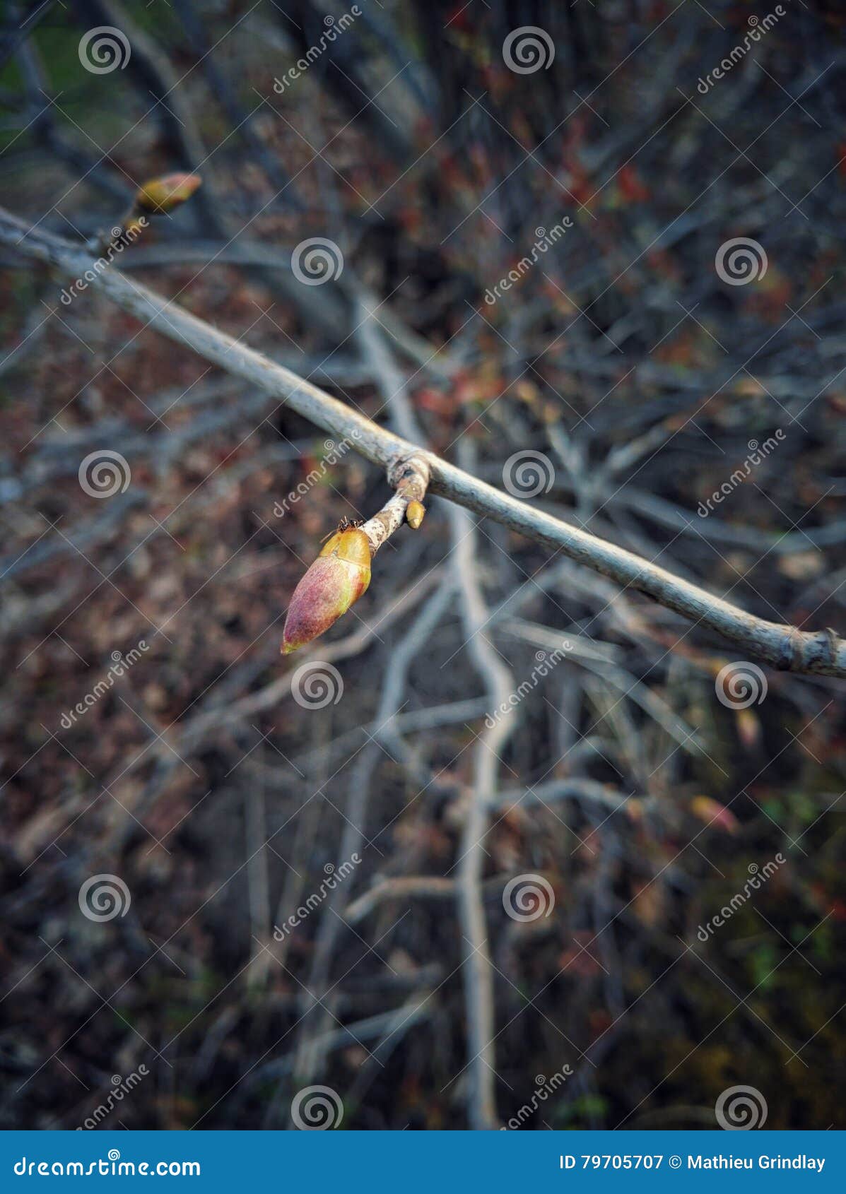 Bud of a tree in spring stock image. Image of beginning - 79705707