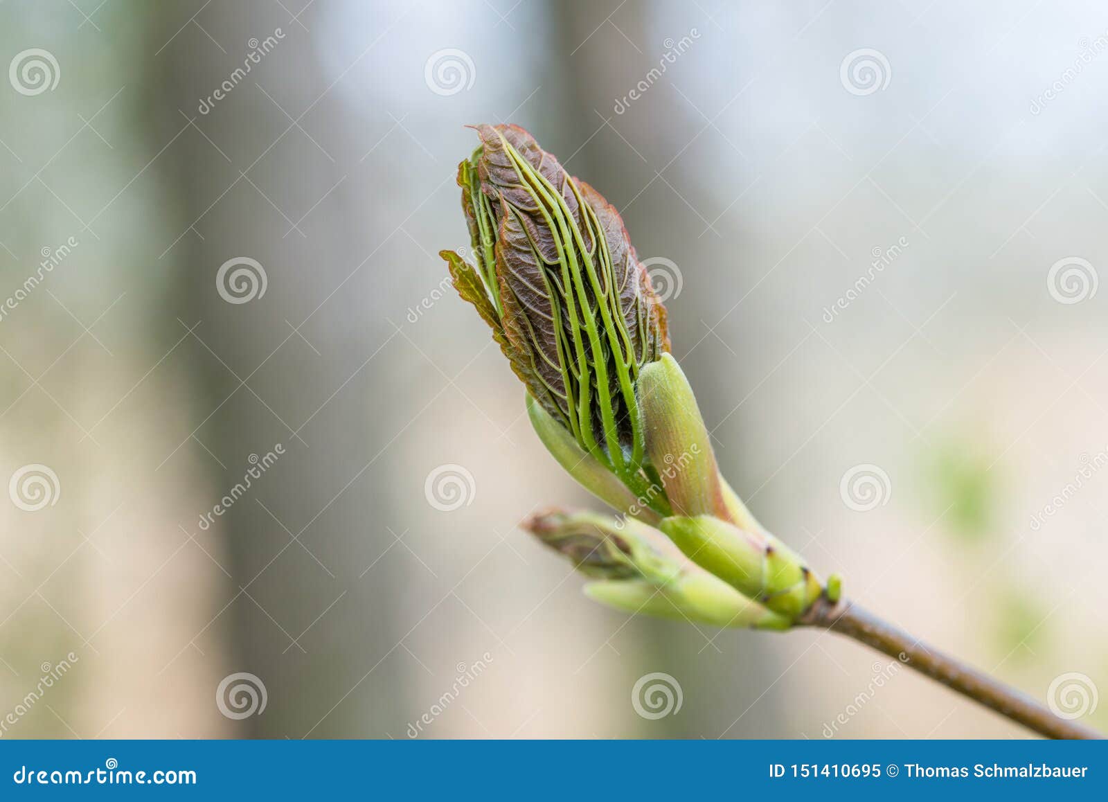 Bud of a Tree Sprouting in Spring, Germany Stock Image - Image of ...