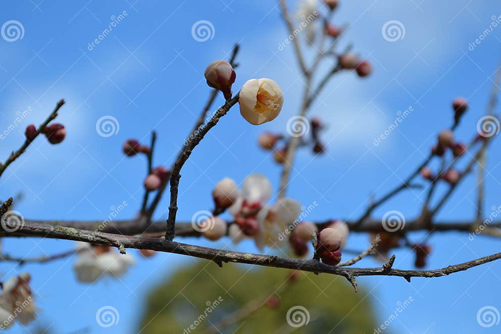 Bud of ume tree stock image. Image of white, japan, pure - 50968781