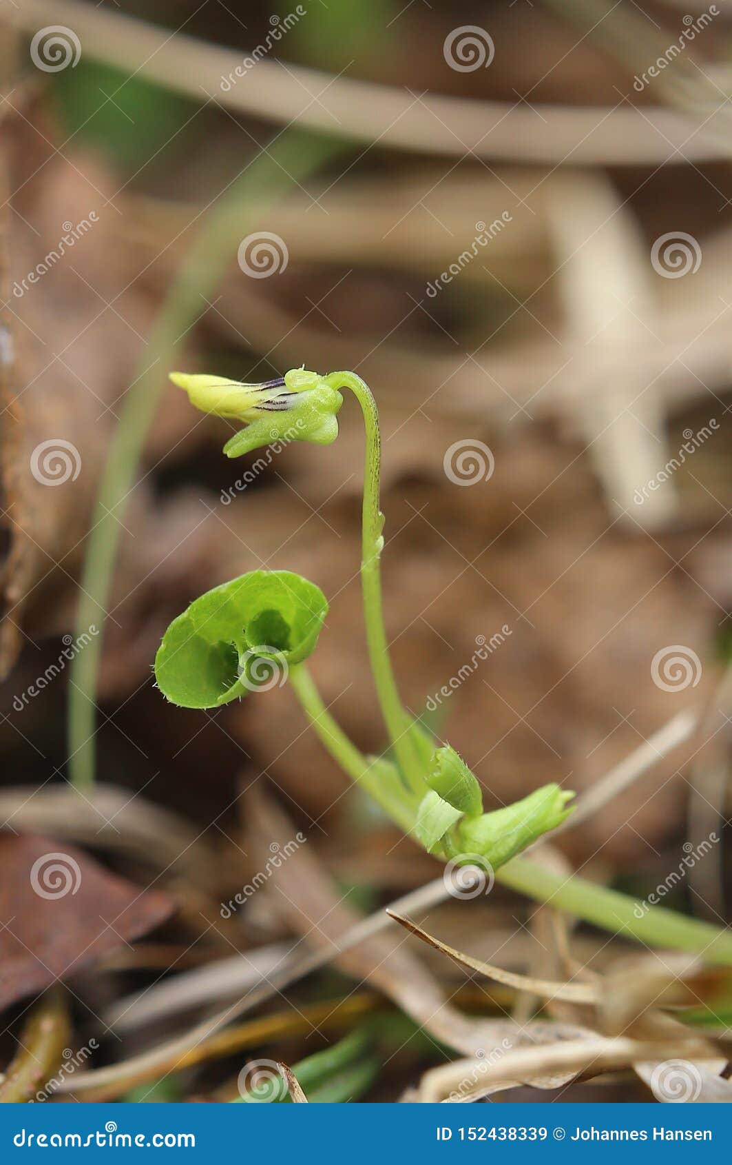 Bud of Viola Biflora, the Arctic Yellow Violet Stock Image - Image of ...