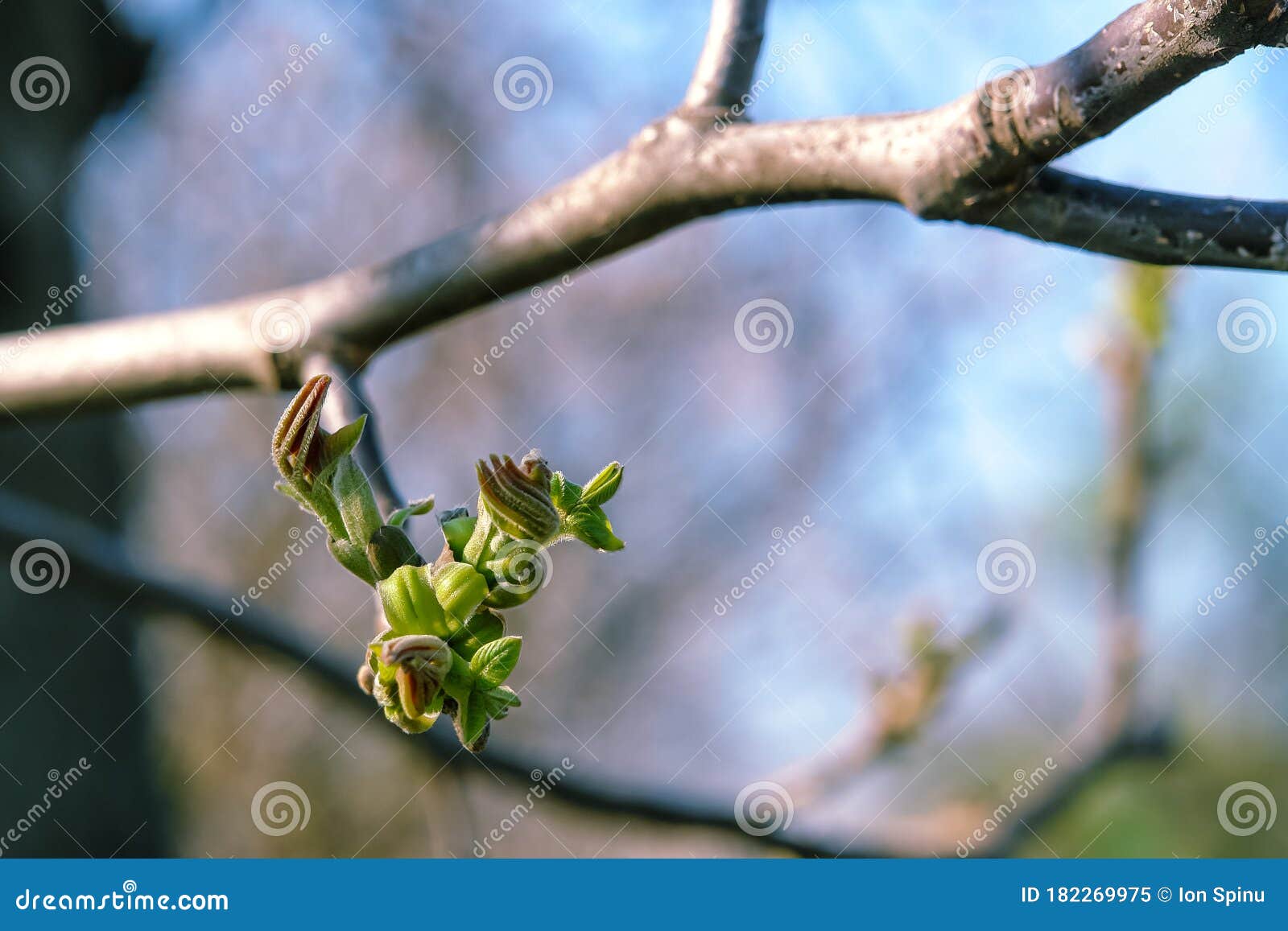 Bud on Walnut Twig Tree on Graphic Background Stock Image - Image of ...