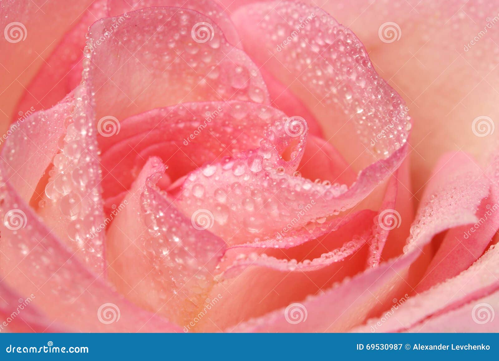 Bud with Water Drops Rose Petals Stock Image - Image of close, water ...