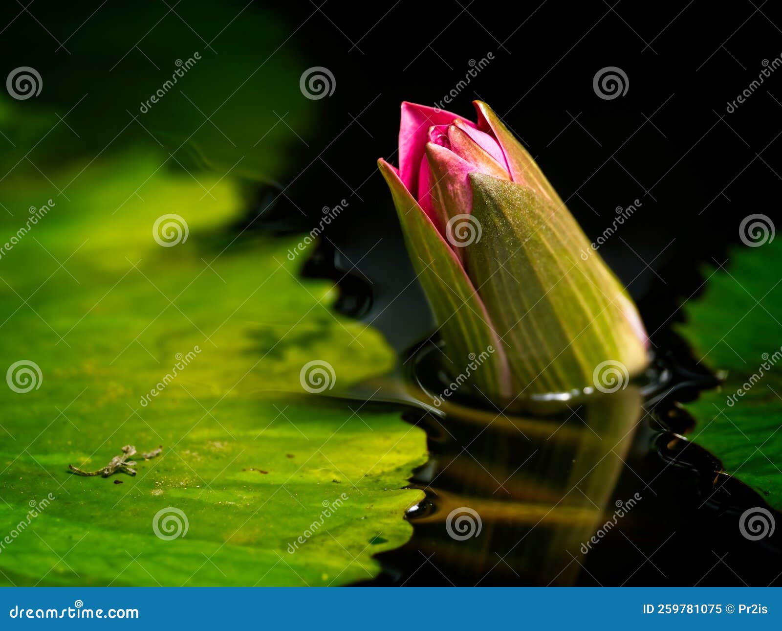Bud of a water lily stock image. Image of petals, green - 259781075