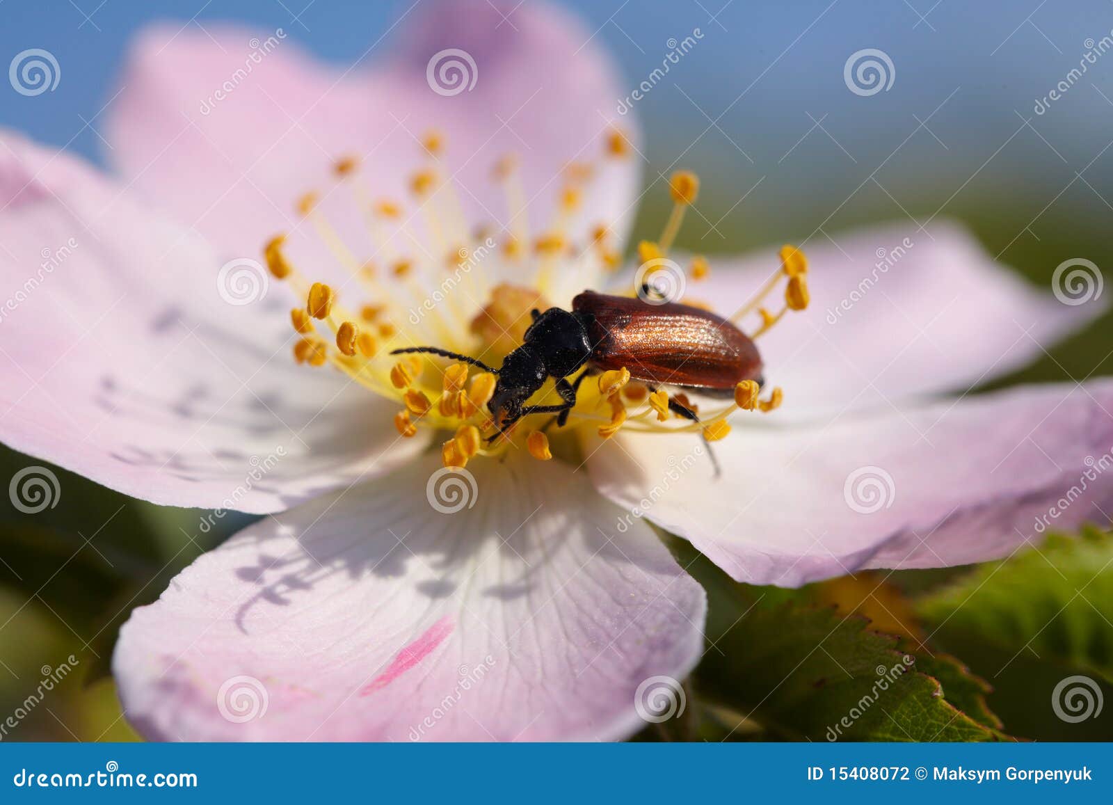 Weevil Beetle Stock Photography | CartoonDealer.com #24749048