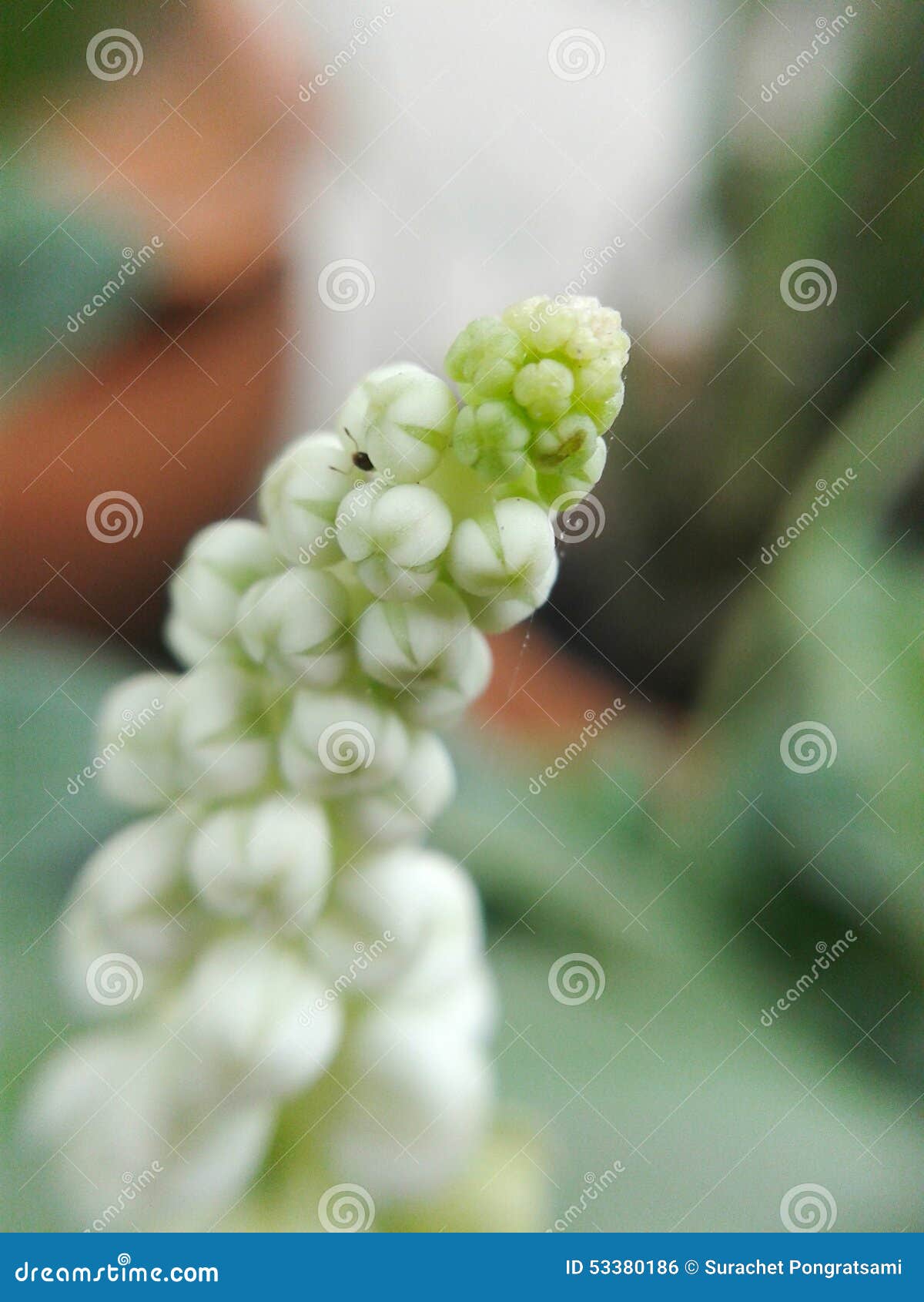 Bud white flower stock photo. Image of flora, nature - 53380186