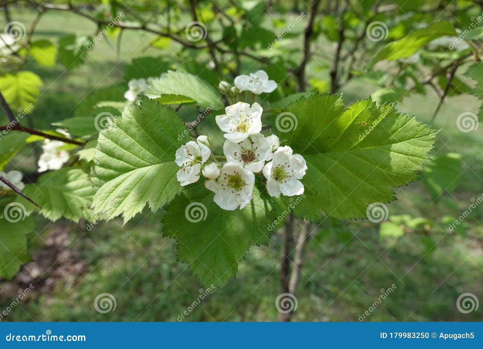Bud and White Flowers of Crataegus Submollis Stock Photo - Image of ...