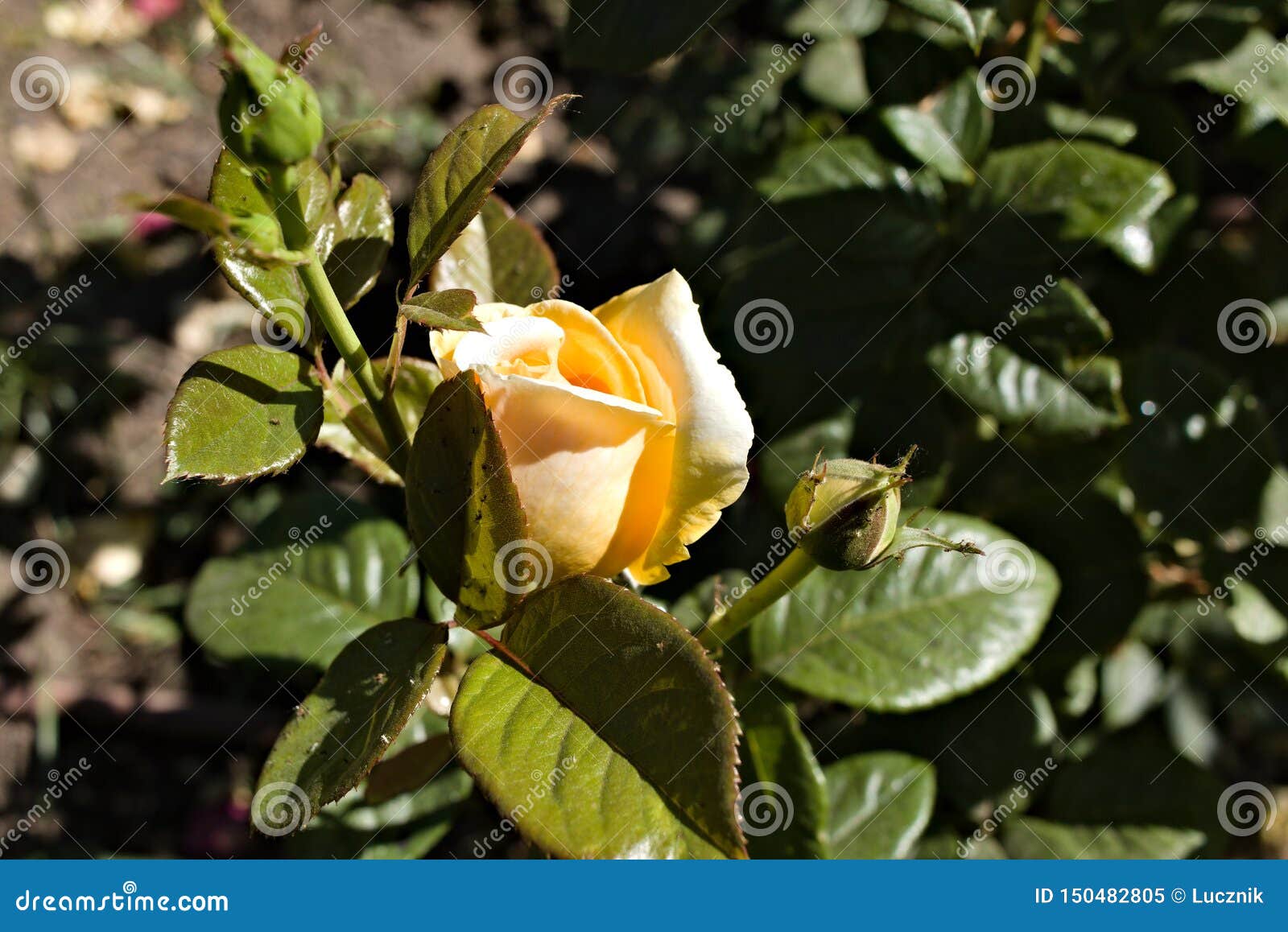 A Bud of a White Rose Surrounded by Leaflets. Stock Image - Image of ...