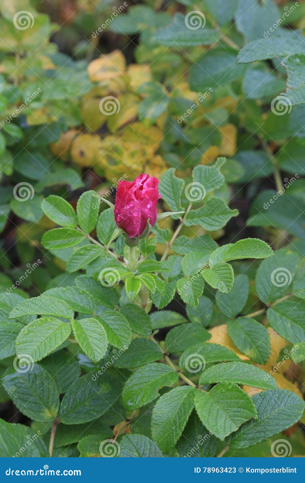Bud of Wild Rose in the Drops Stock Image - Image of pink, branch: 78963423
