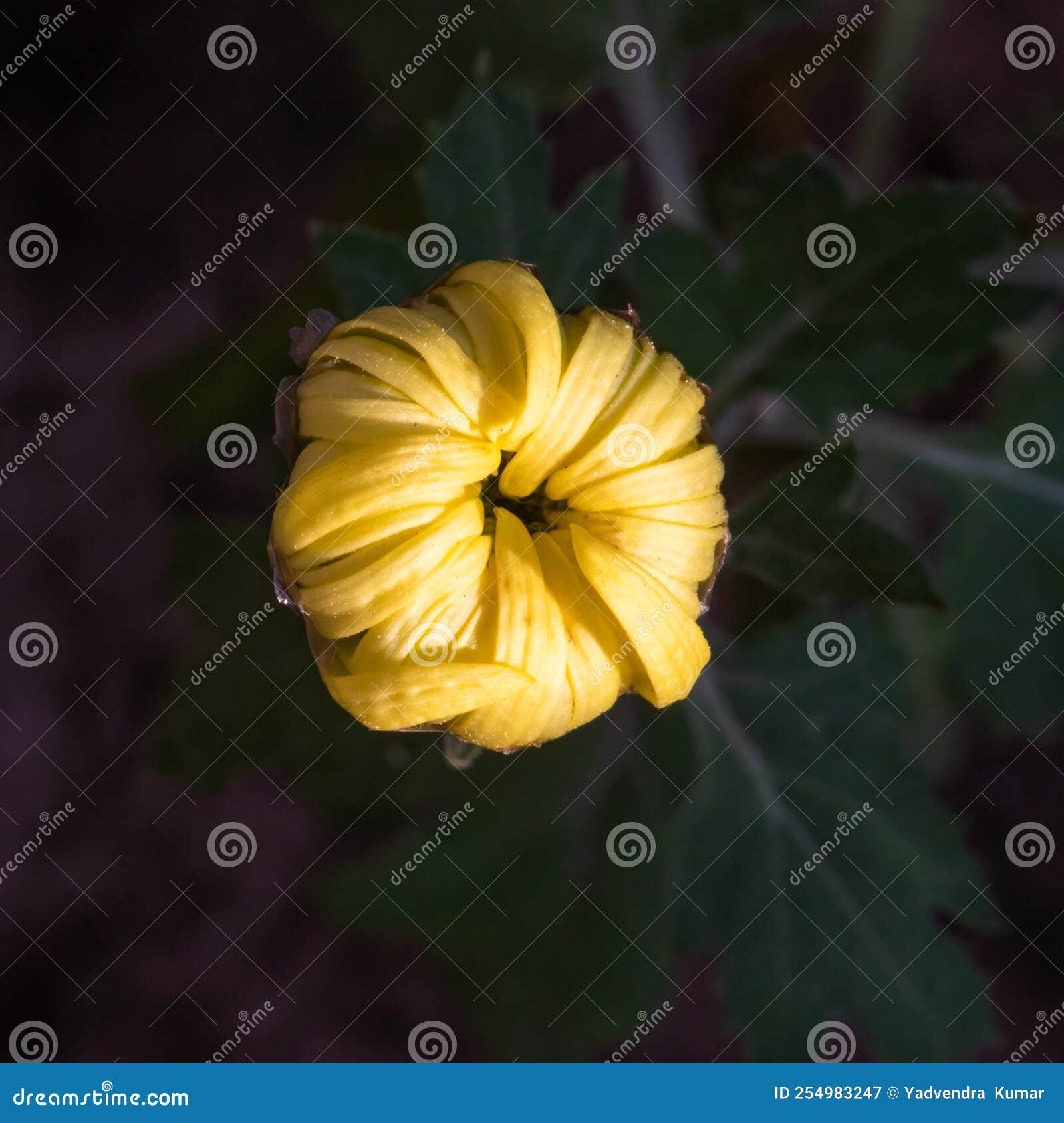 A Bud of daliah in garden stock image. Image of clematis - 254983247