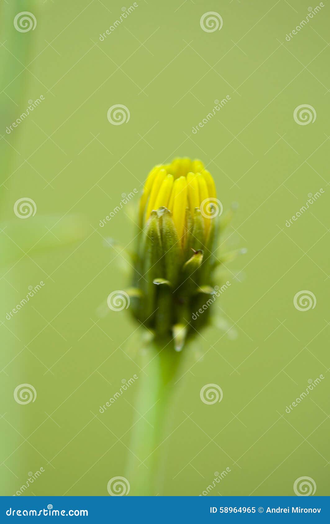 A bud of a yellow flower stock image. Image of green - 58964965