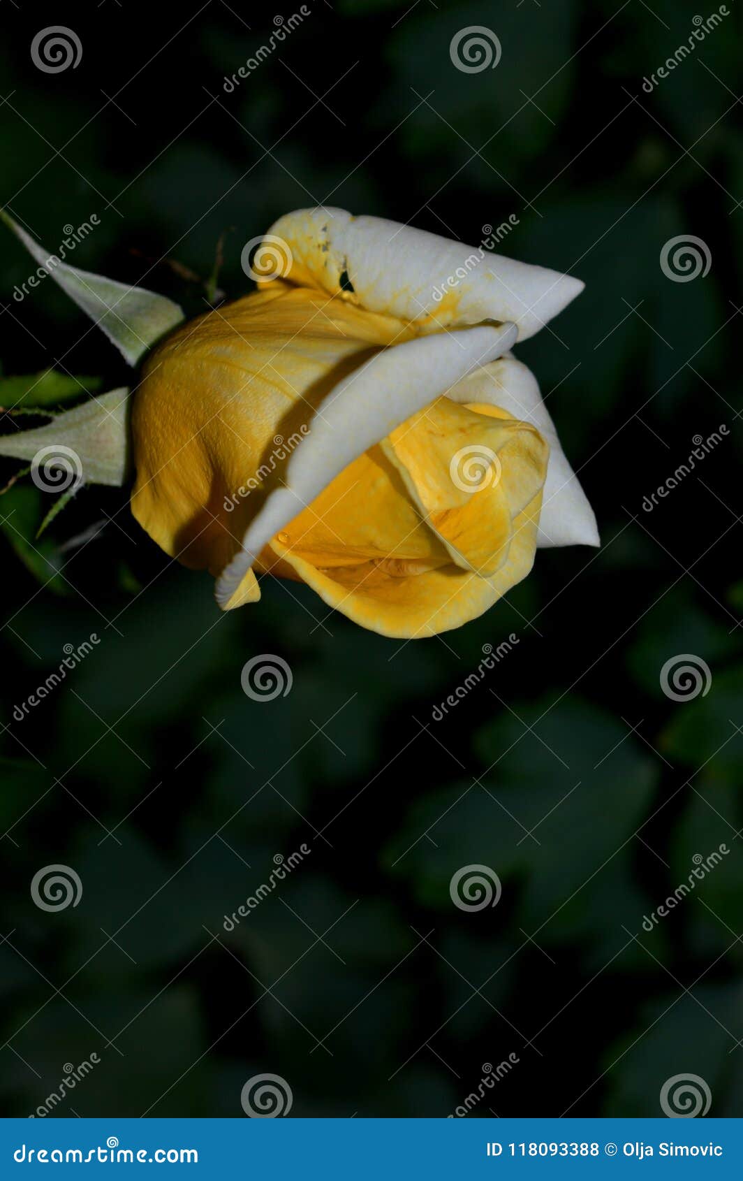 Bud of yellow rose stock photo. Image of leaf, rose - 118093388