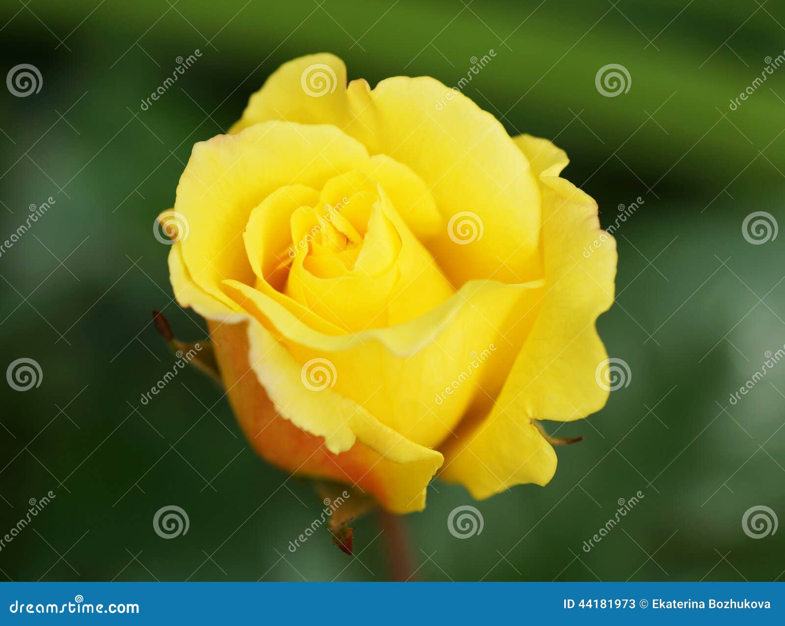 Bud of yellow roses stock image. Image of adult, orange - 44181973