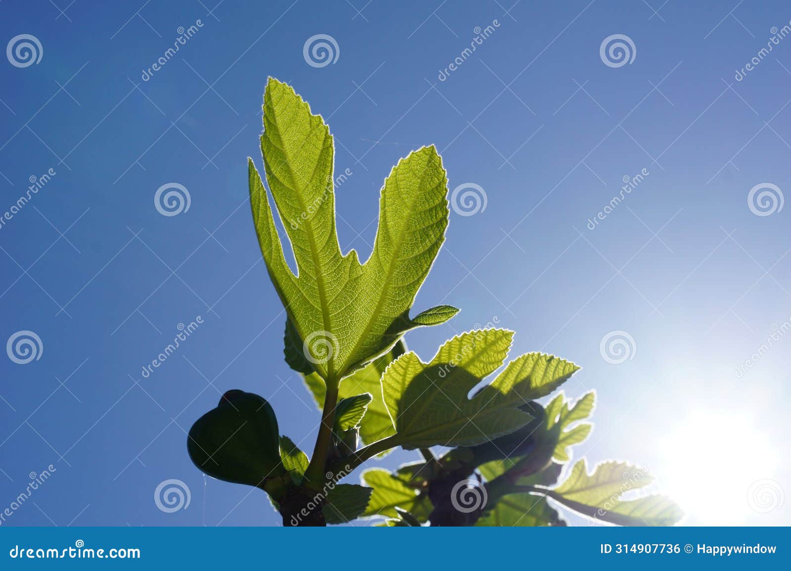 A Bud of a Young Mediterranean Fig Tree Above a Blue Sky Stock Photo ...