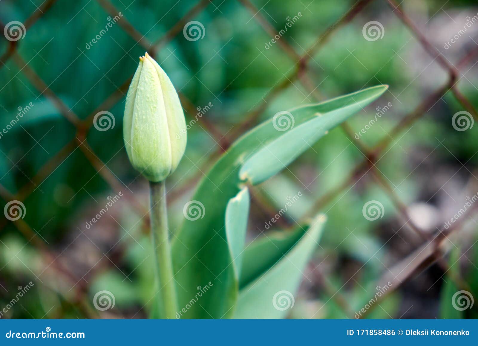 A Bud of a Young Tulip Flower. Flower on the Flowerbed Stock Photo ...