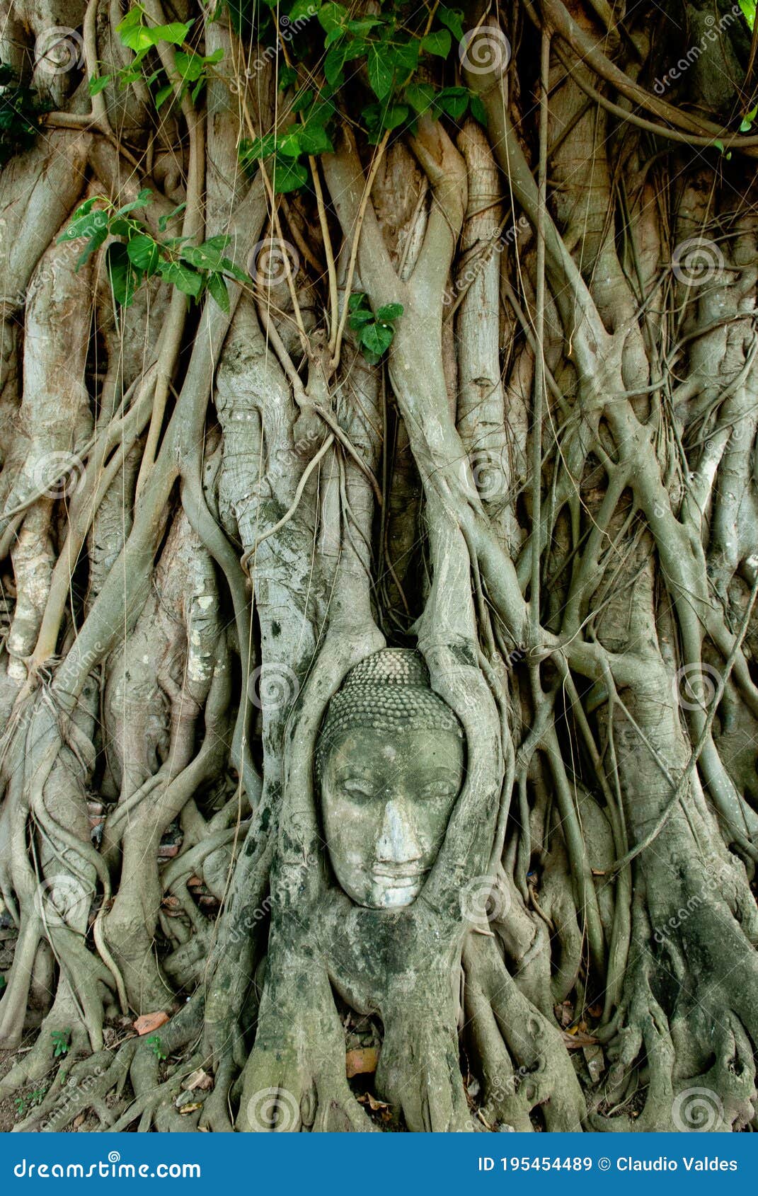 Buda Head Embedded in a Tree Editorial Stock Image - Image of ...