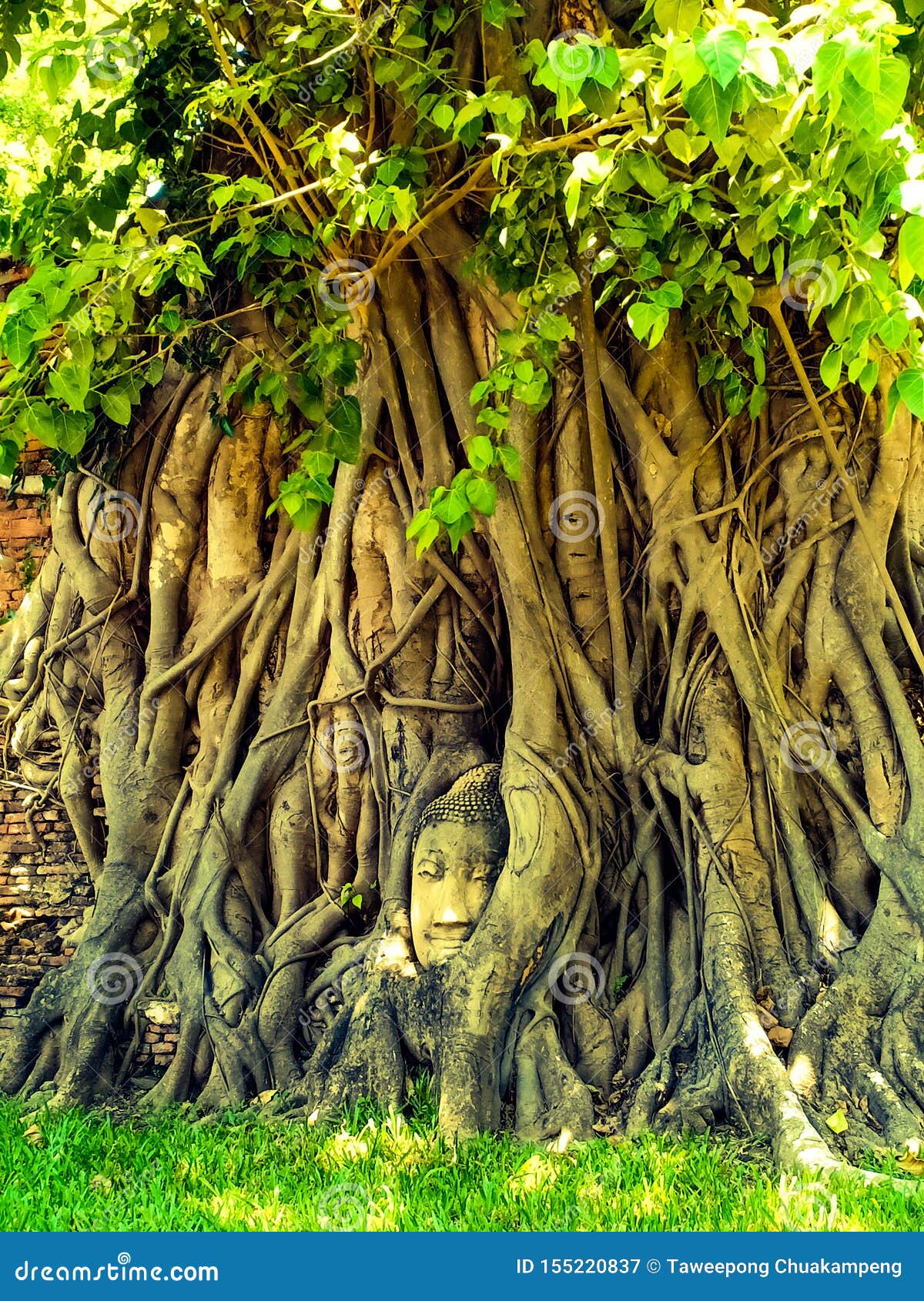 Budda stock image. Image of green, natural, water, budda - 155220837