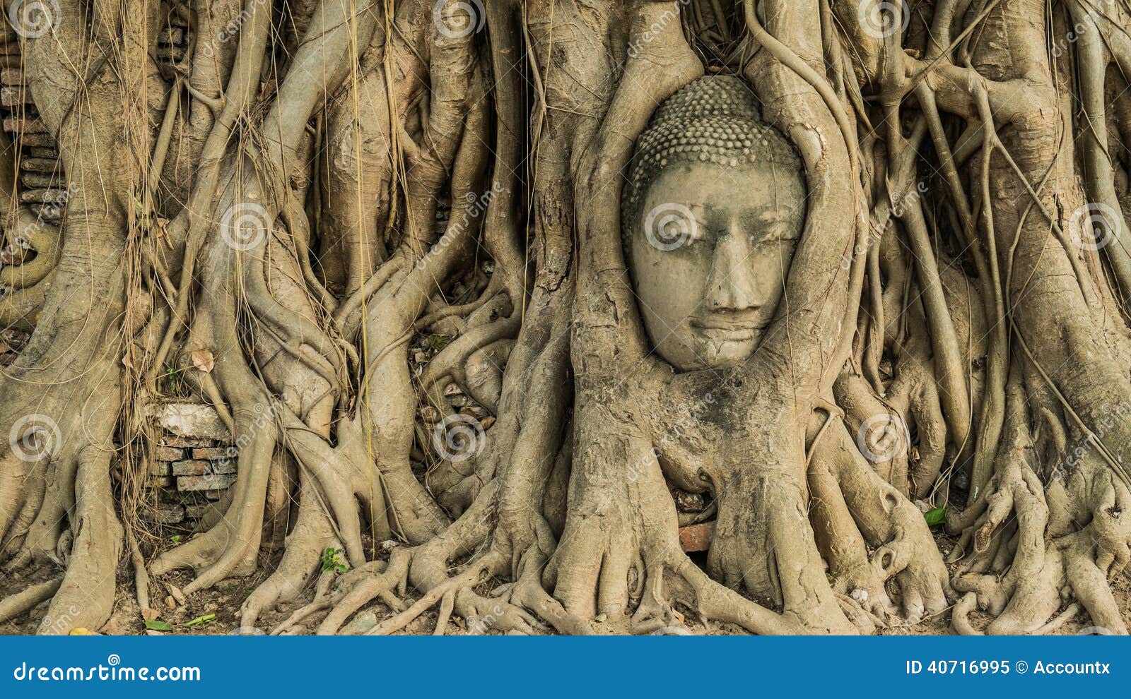 Buddha in banyan roots stock image. Image of prayer, east - 40716995