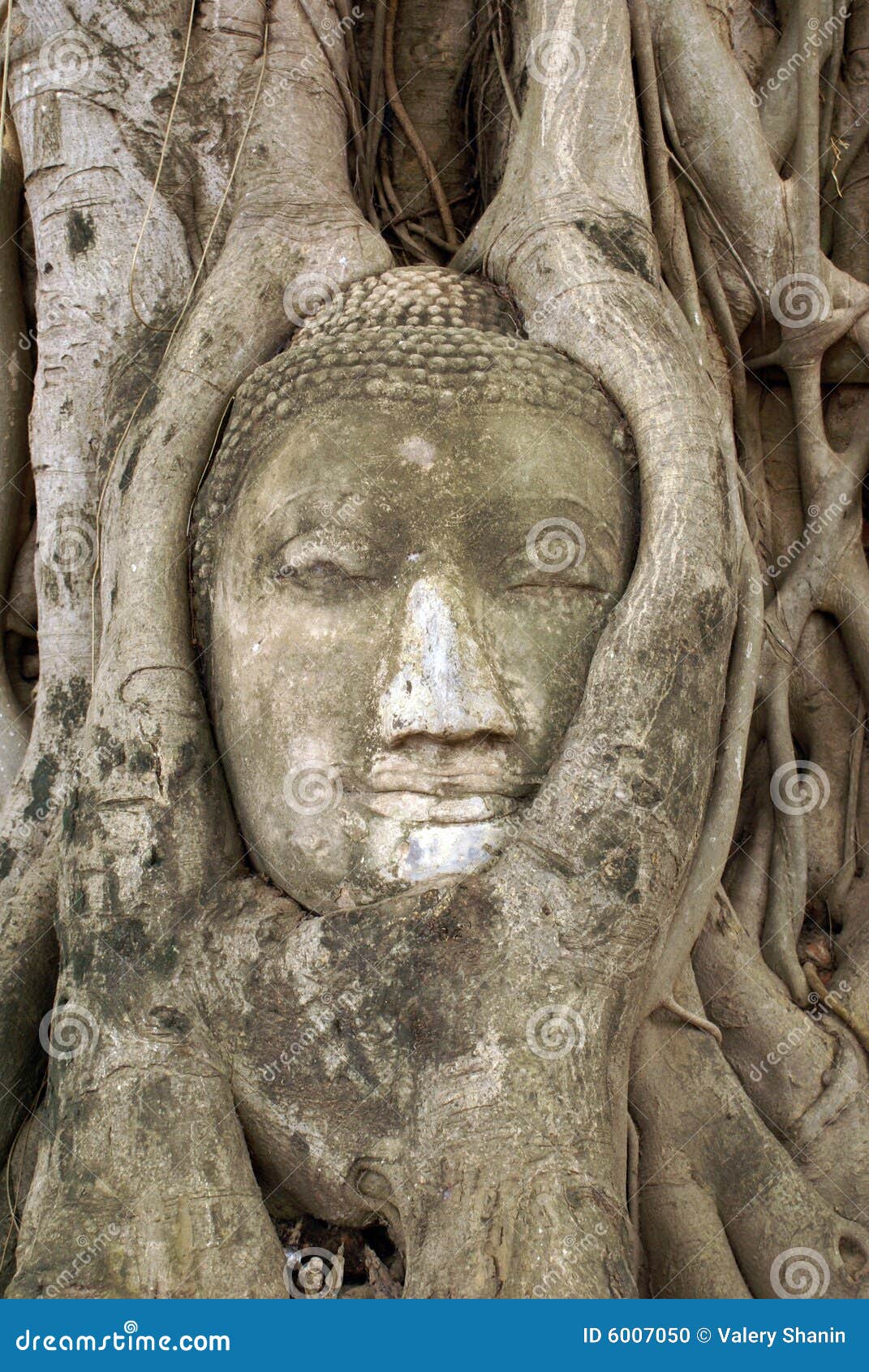 Buddha and bodhi tree stock photo. Image of contemplation - 6007050