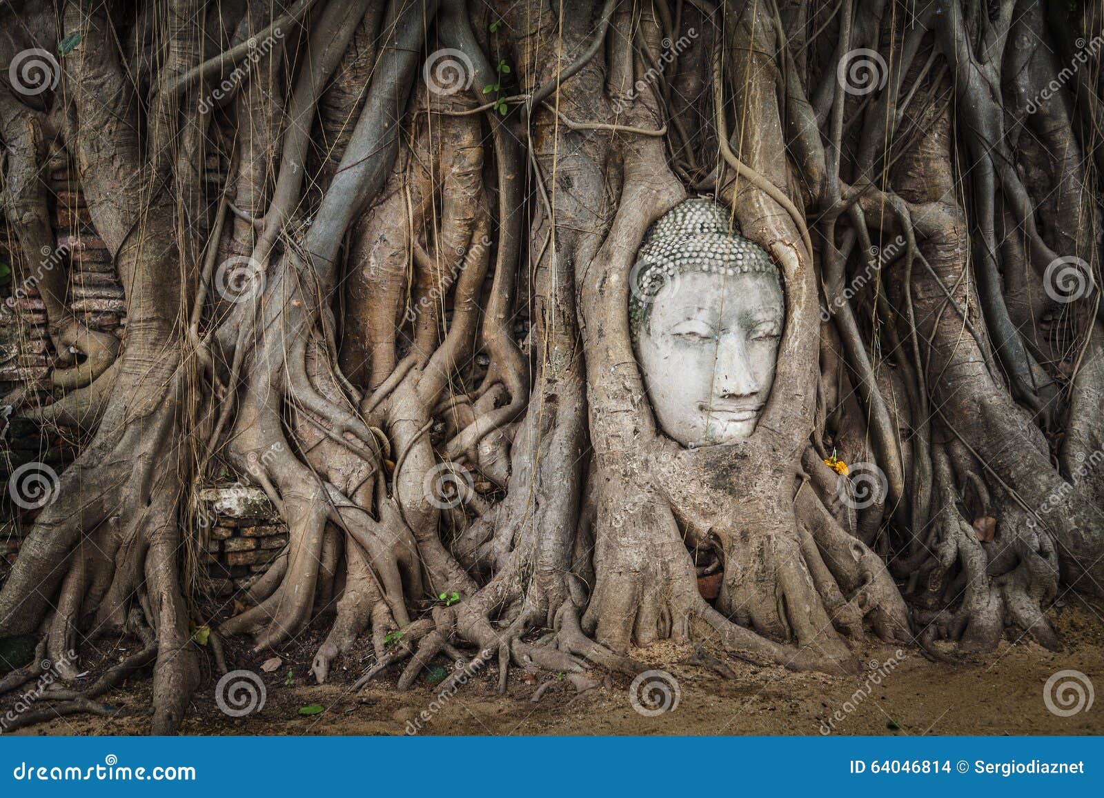 Buddha Face Statue in the Roots, Thailand Stock Photo - Image of tree ...
