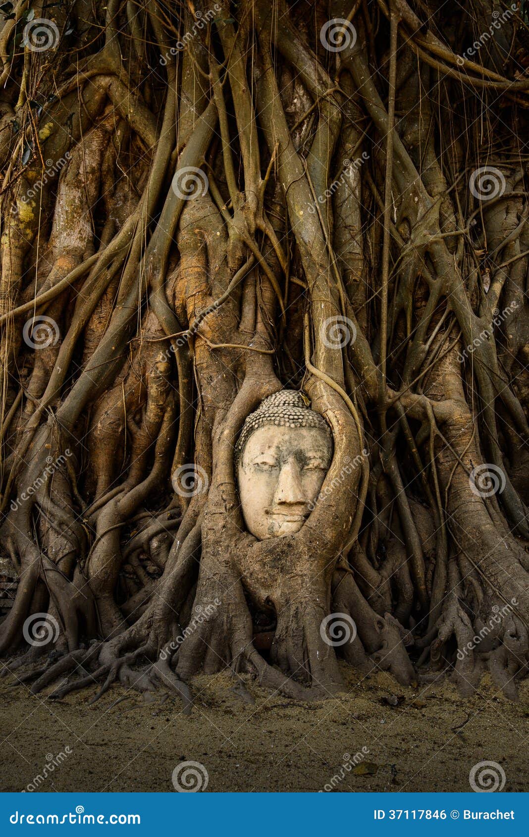 Buddha Face in Tree stock photo. Image of meditation - 37117846