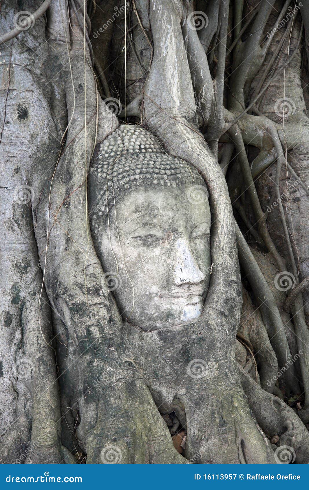 Buddha face in tree roots stock image. Image of ayutthaya - 16113957