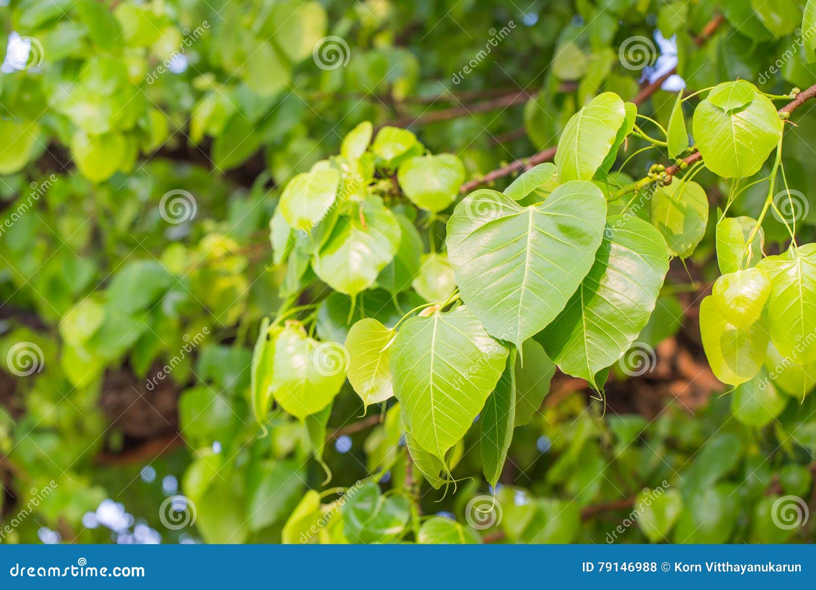 Buddha Green Leaf stock photo. Image of detail, wallpaper - 79146988