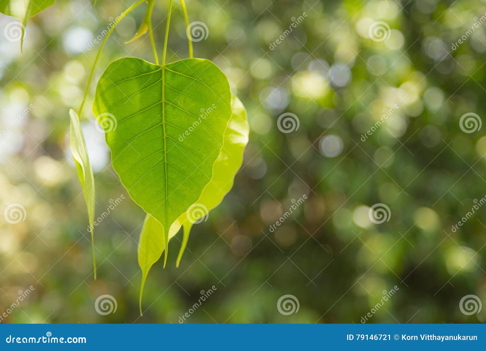 Buddha Green Leaf, Bodhi Tree Leaf Stock Image - Image of sacred, fresh ...
