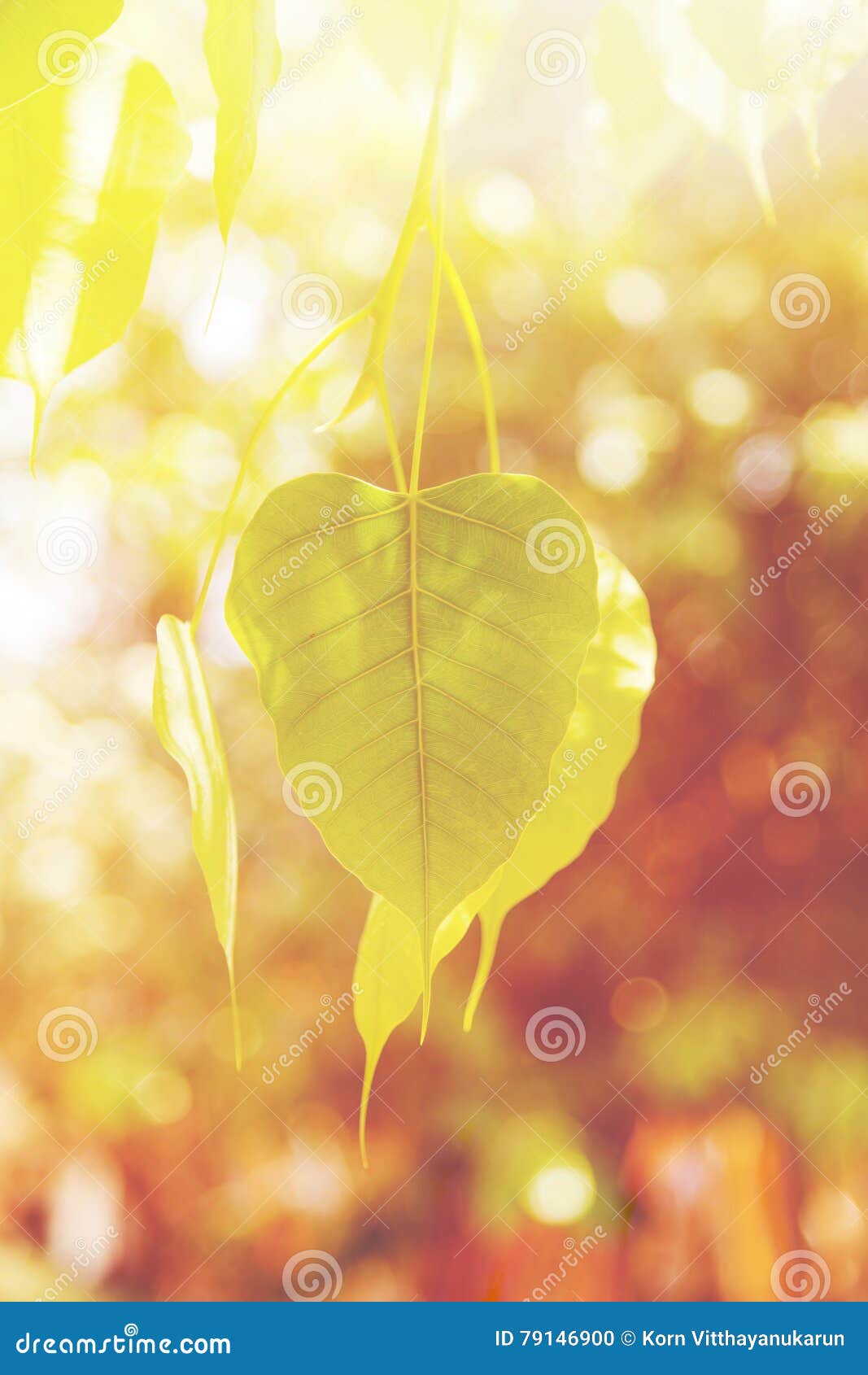 Buddha Green Leaf, Bodhi Tree Leaf Stock Photo - Image of detail ...