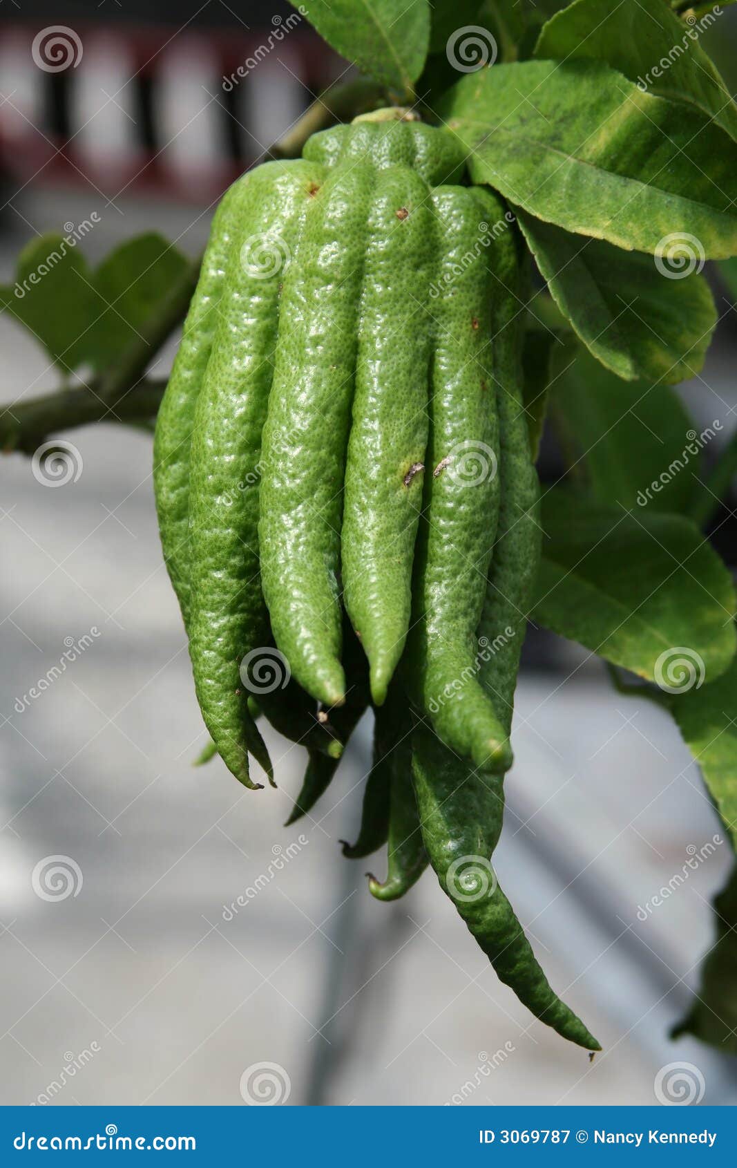 Buddha Hands stock image. Image of asia, hands, acidic - 3069787