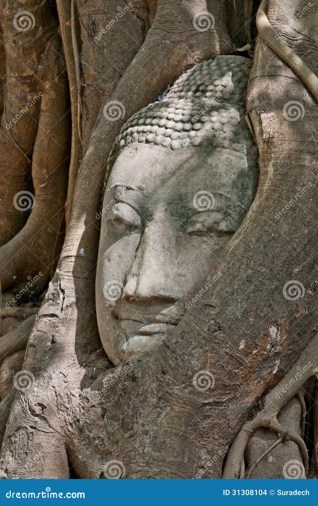 Buddha head encased stock photo. Image of sacred, embraced - 31308104