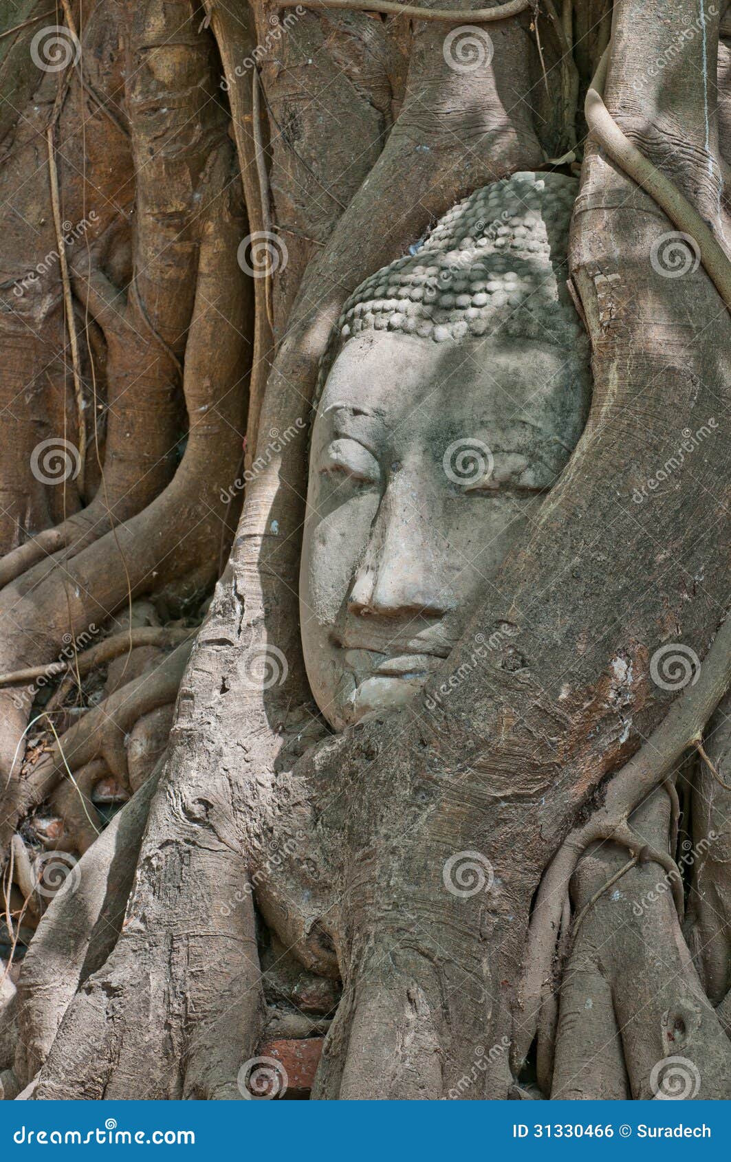 Buddha head encased stock photo. Image of tourist, tree - 31330466