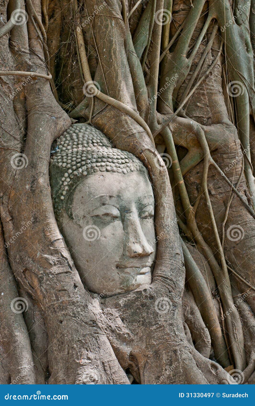 Buddha head encased stock image. Image of tourist, head - 31330497
