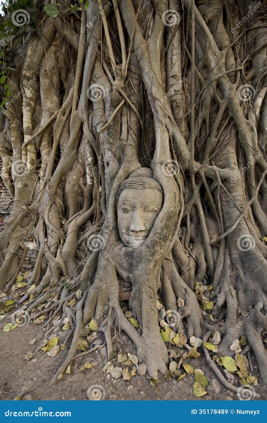 Buddha head in root stock image. Image of east, face - 35178489