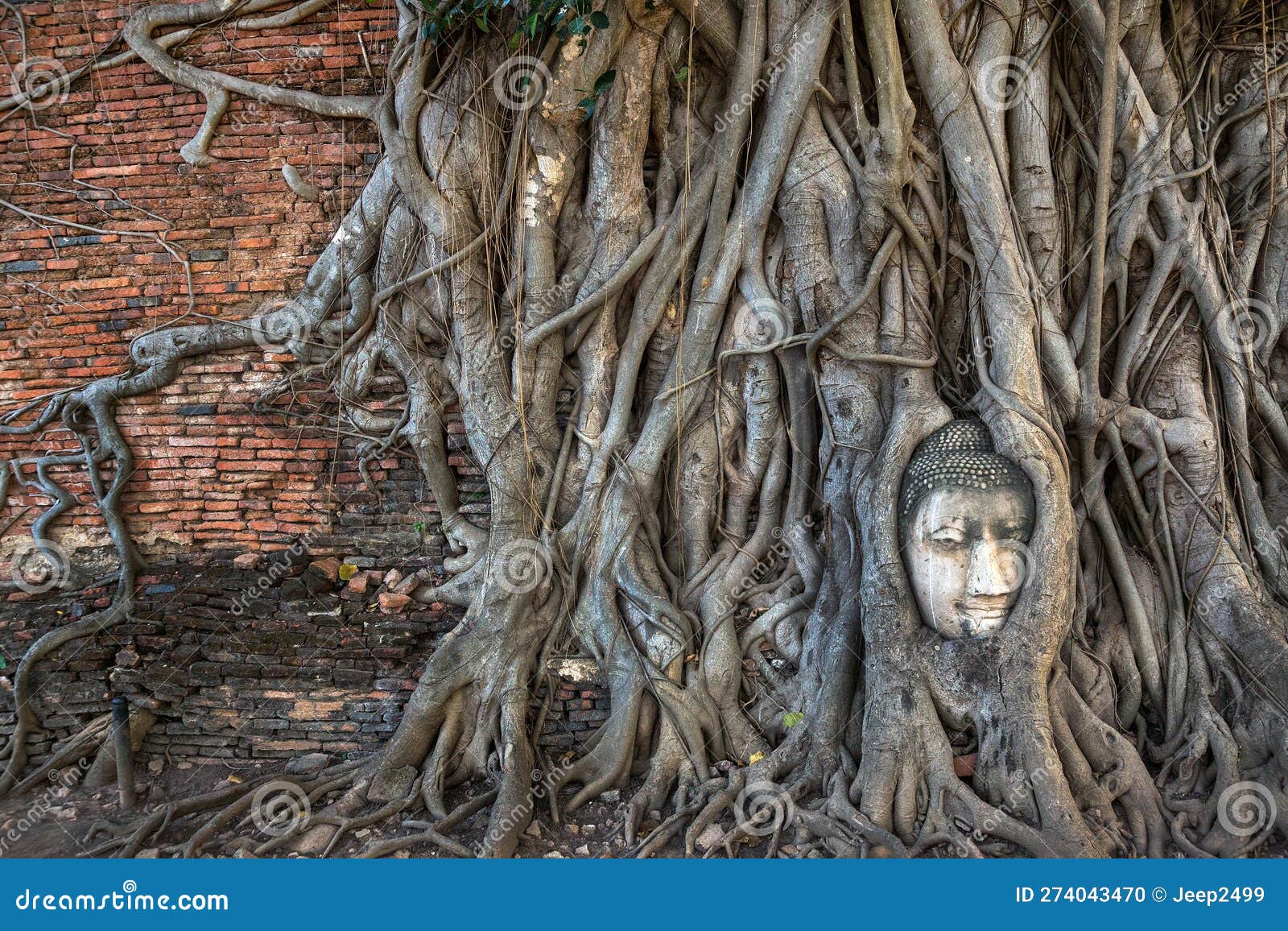 Buddha Head in the Root of Wat Mahathat. Stock Photo - Image of pattern ...