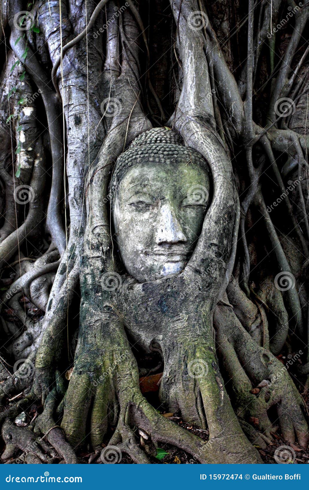 Buddha head in tree stock photo. Image of closeup, spiritual - 15972474