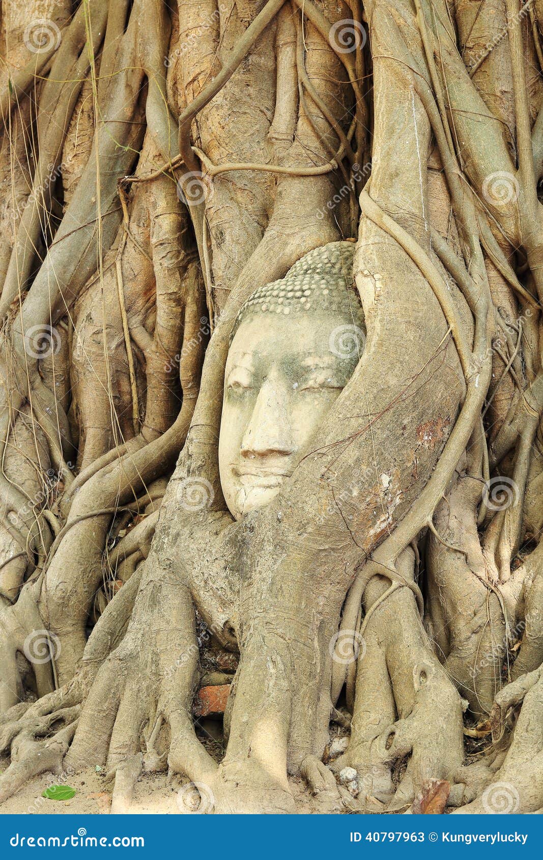 Buddha head in a tree root stock image. Image of colorful - 40797963