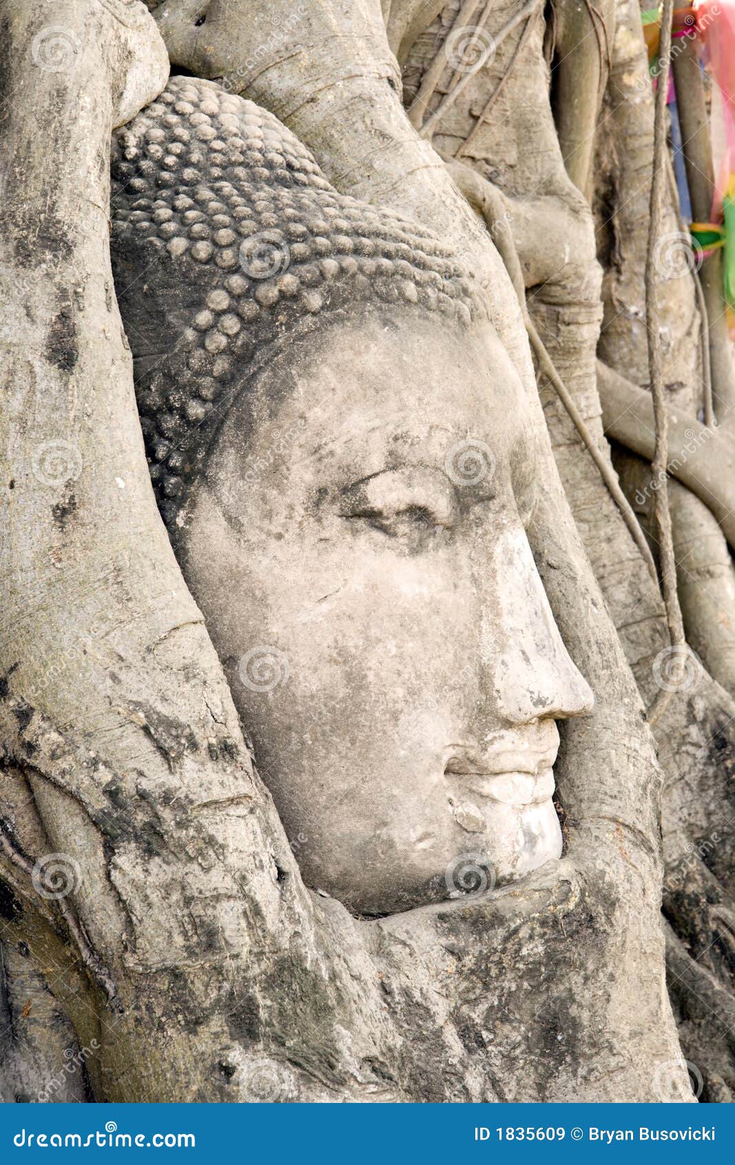 Buddha Head in Tree Roots stock image. Image of budah - 1835609