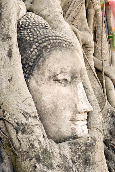 Buddha Head in Tree Roots stock image. Image of budah - 1835609