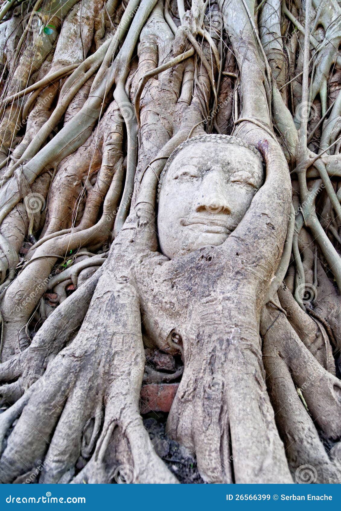 Buddha head in tree roots stock image. Image of carving - 26566399
