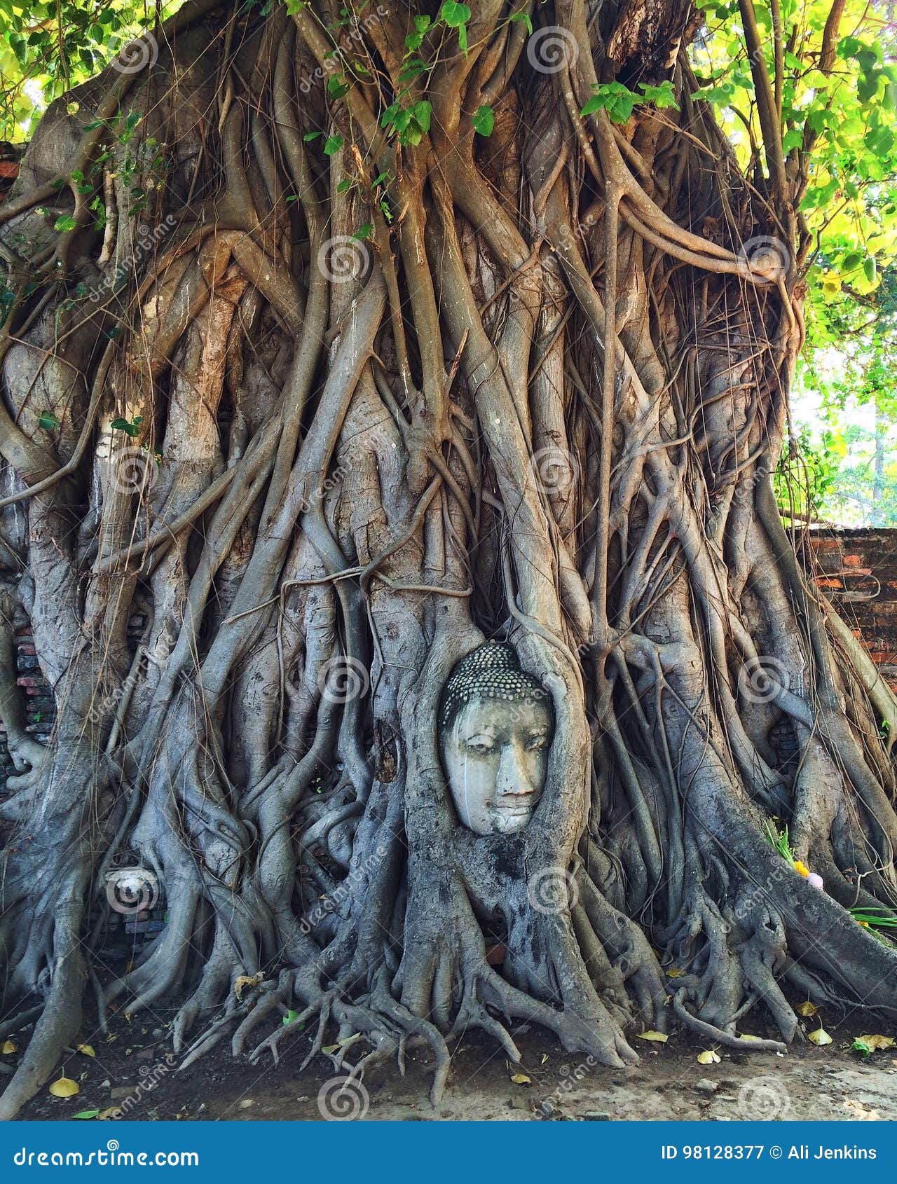 Buddha head in tree roots stock image. Image of historic - 98128377