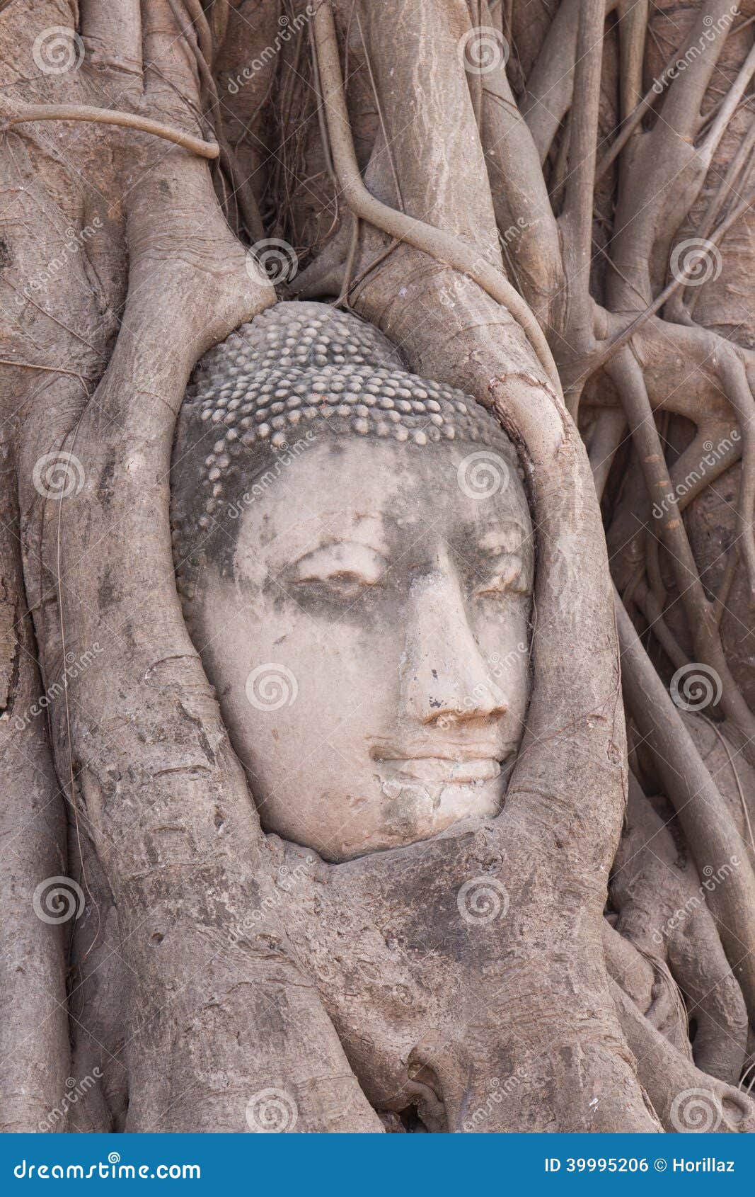 Buddha head in tree roots stock photo. Image of tropical - 39995206