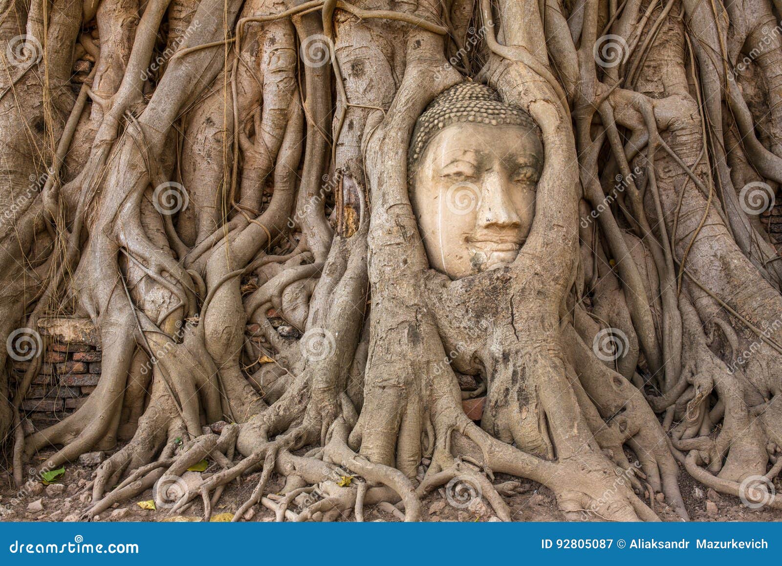 Buddha Head in Tree Roots in Wat Mahathat, Ayuthaya Stock Image - Image ...