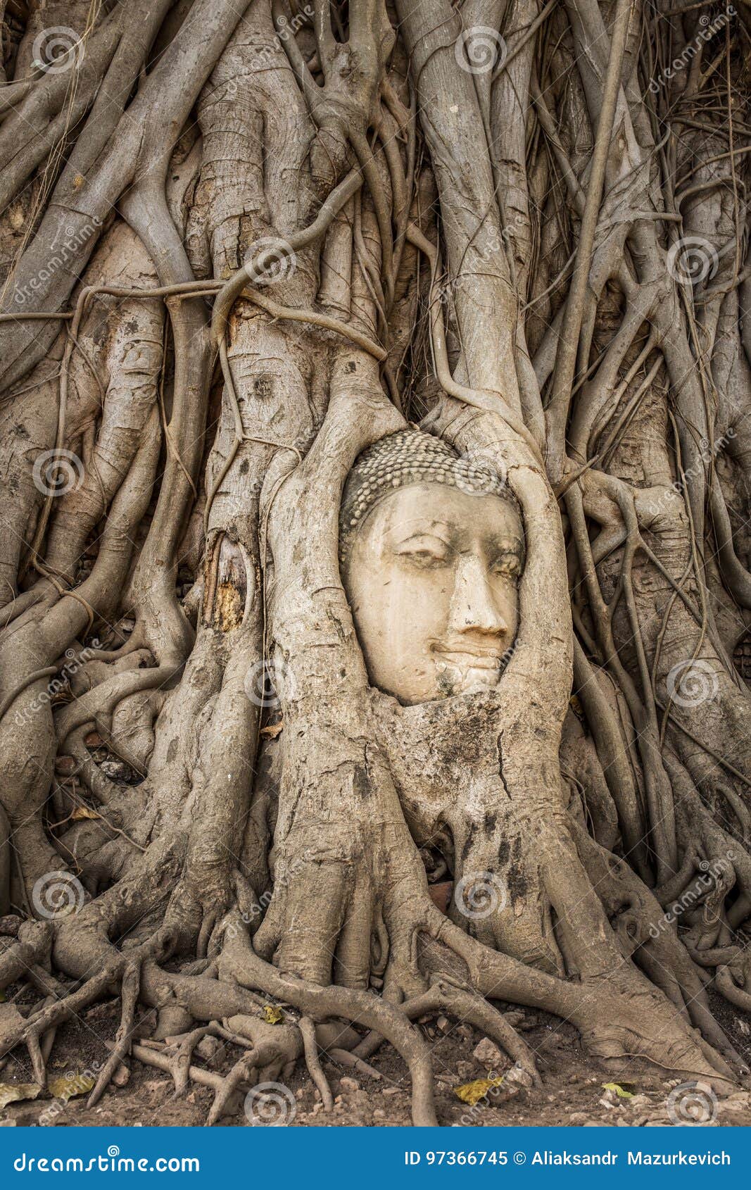 Buddha Head in Tree Roots in Wat Mahathat , Ayuthaya Stock Image ...