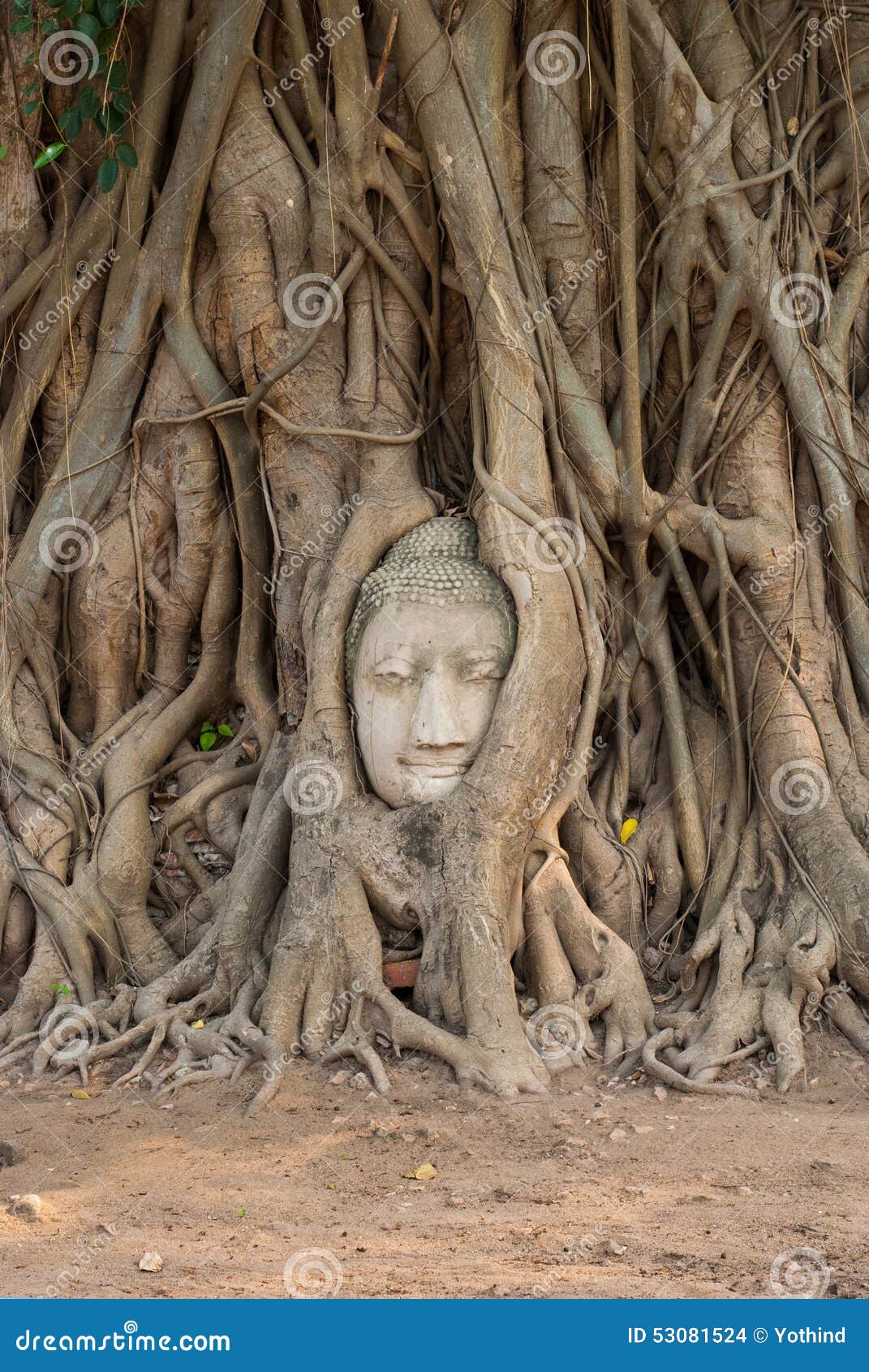 Buddha head in tree roots stock photo. Image of sandstone - 53081524
