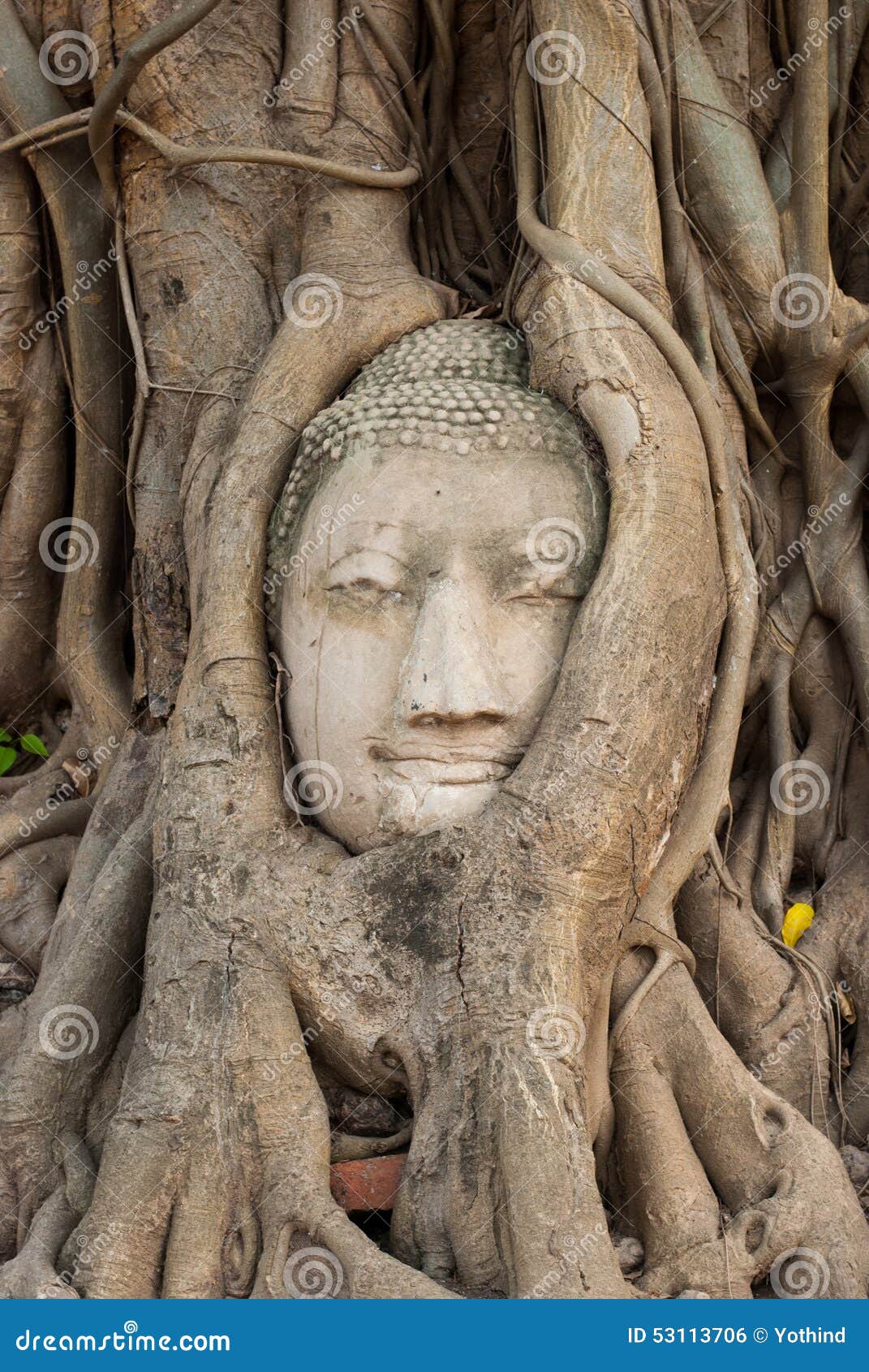 Buddha head in tree roots stock photo. Image of mahathat - 53113706