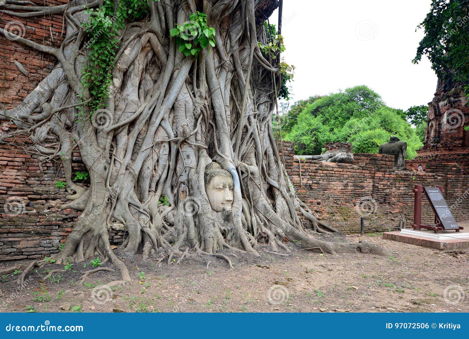 Buddha Head in Tree Roots, Wat Mahathat, Ayutthaya, Thailand Stock ...